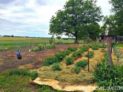 The Ultimate Guide to Finding and Using Free Mulch - Simplify, Live, Love