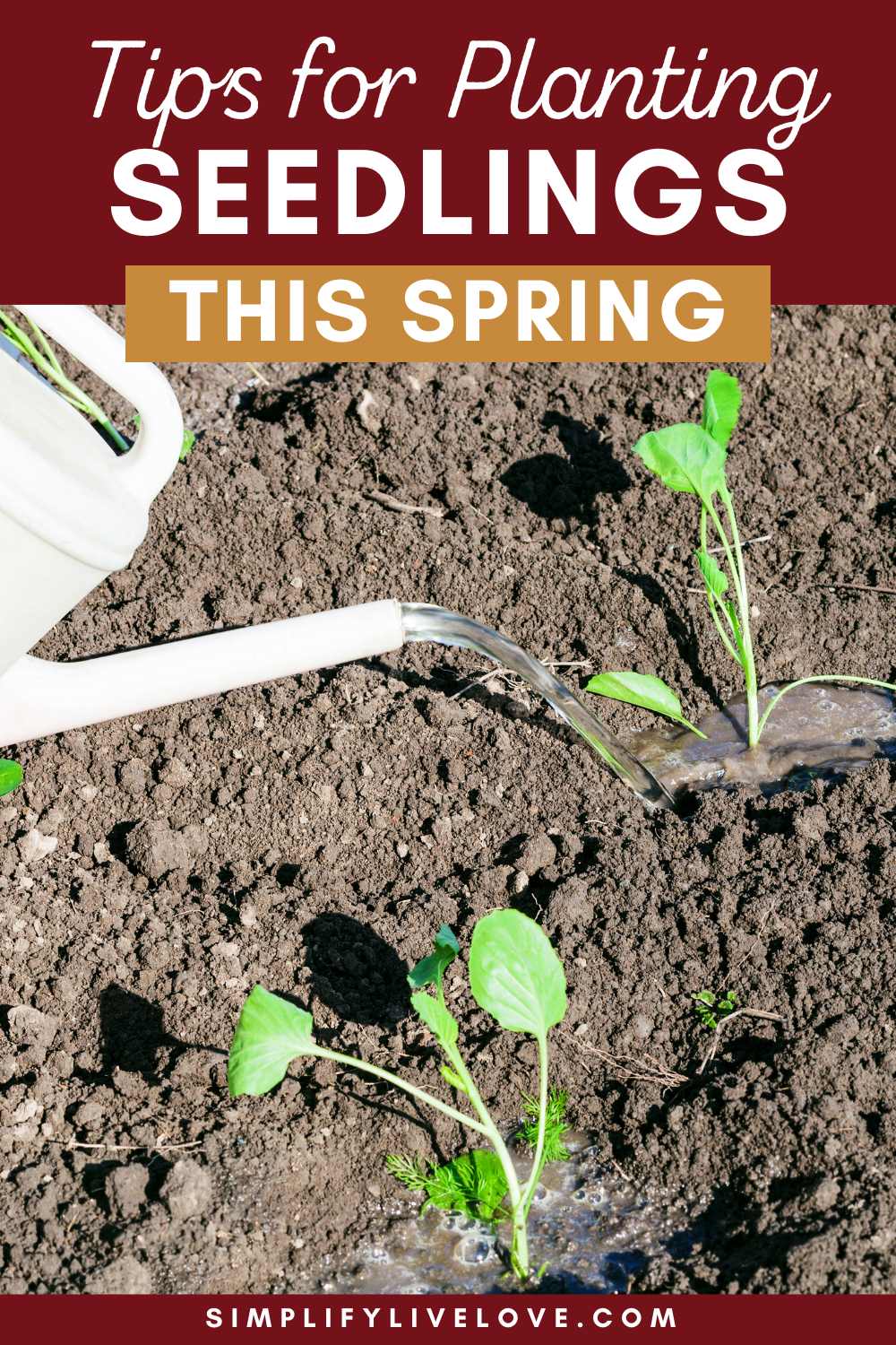 Essential Tips for Planting Seedlings - Simplify, Live, Love