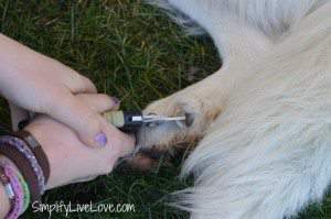 5 Most Useful Grooming Tips for Great Pyrenees - Simplify, Live, Love