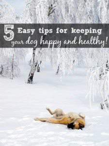 How to Make Your Dog Happy - 5 Easy Tips - Simplify, Live, Love