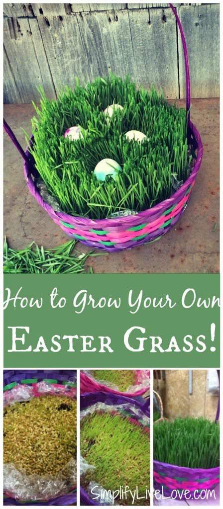 How to Grow Your Own Easter Basket Grass - Simplify, Live, Love