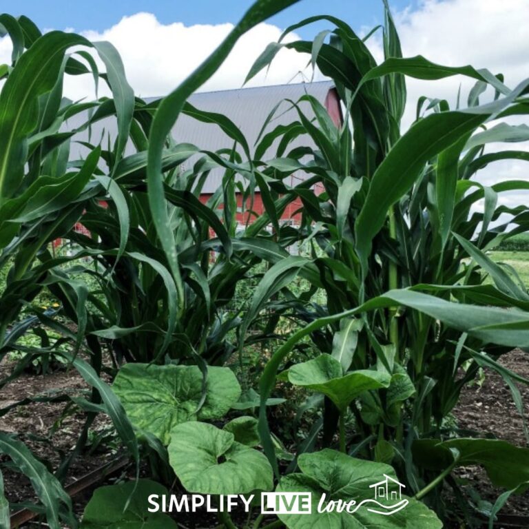 From Seed to Harvest: How to Grow a Three Sisters Garden - Simplify ...