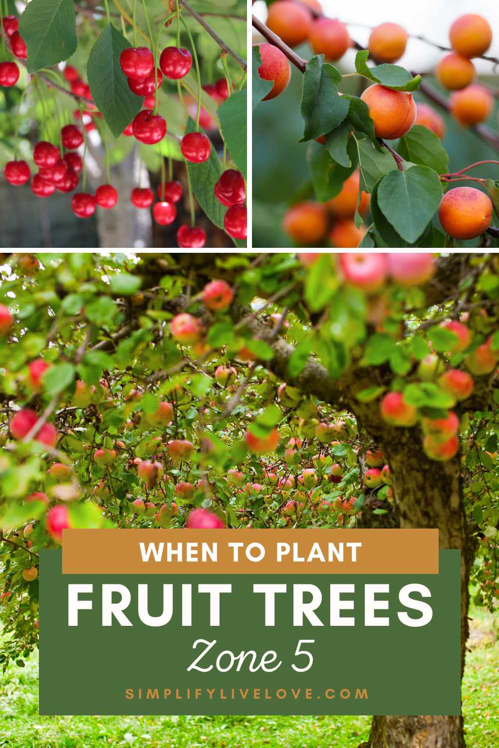 Best Tips for Starting / Growing an Organic Fruit Orchard - Simplify ...