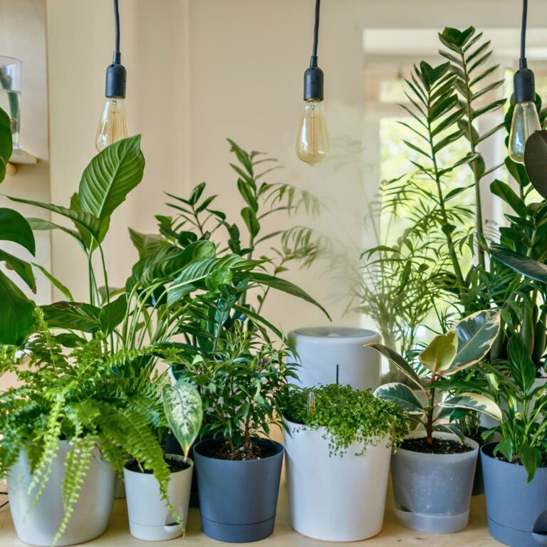 11 Air Purifying Indoor Plants: NASA-Backed Suggestions for Better ...