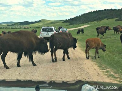 Two Amazing Drives to Take at Custer State Park, South Dakota ...