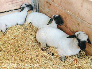 30 Free Things to do at Minnesota State Fair That Your Kids Will Love ...