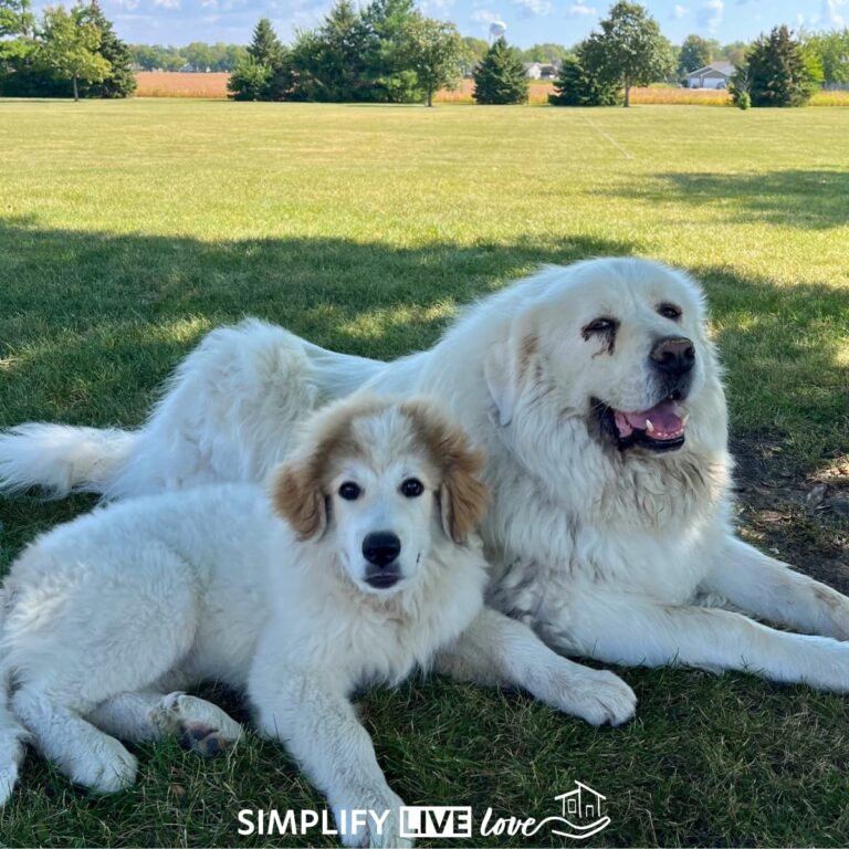 5 Most Useful Grooming Tips for Great Pyrenees - Simplify, Live, Love