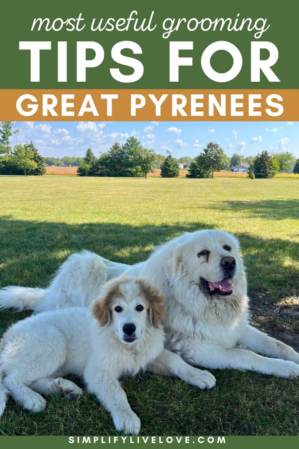 5 Most Useful Grooming Tips for Great Pyrenees - Simplify, Live, Love