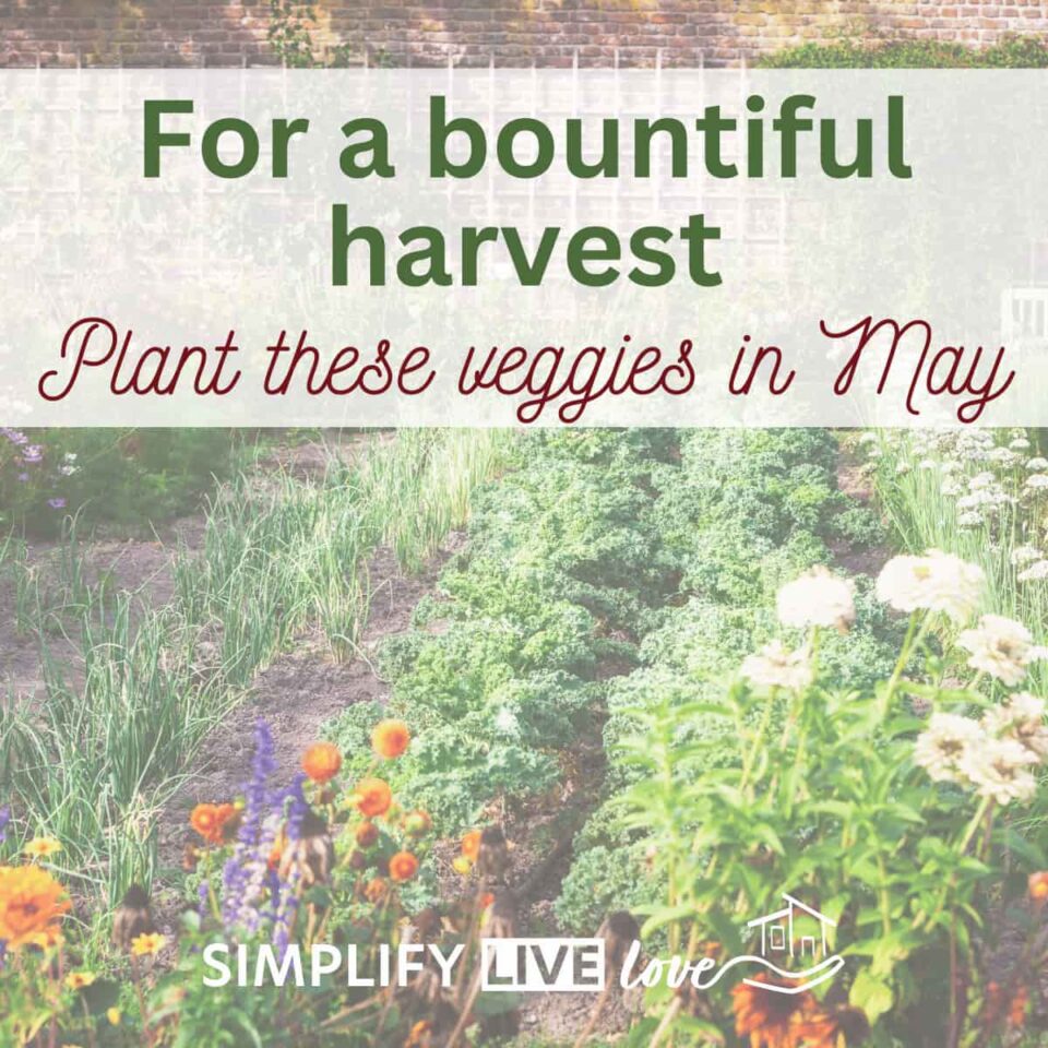 Best Vegetables to Plant in May for a Bountiful Harvest - Simplify ...