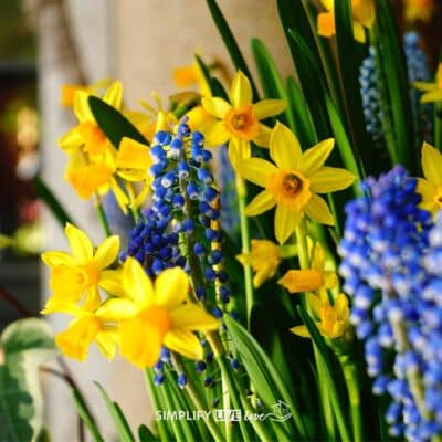 Ultimate Guide to Spring Flowering Bulbs to Plant in Fall - Simplify ...