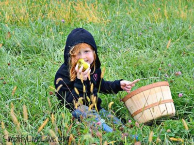 Wilson's Apple Orchard + 9 More Amazing Apple Orchards in Iowa ...