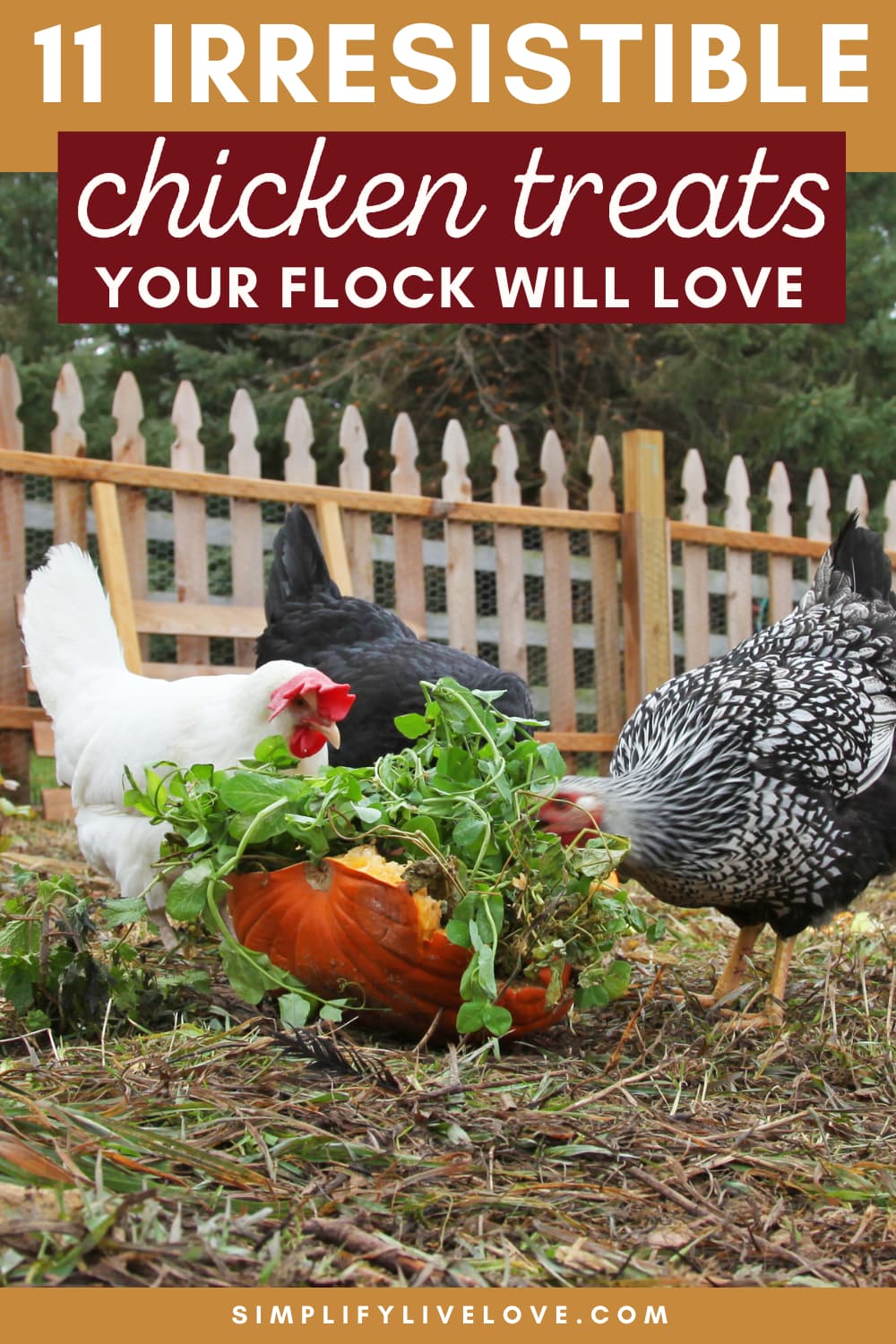 11 Irresistible Chicken Treats Your Flock Will Love - Simplify, Live, Love