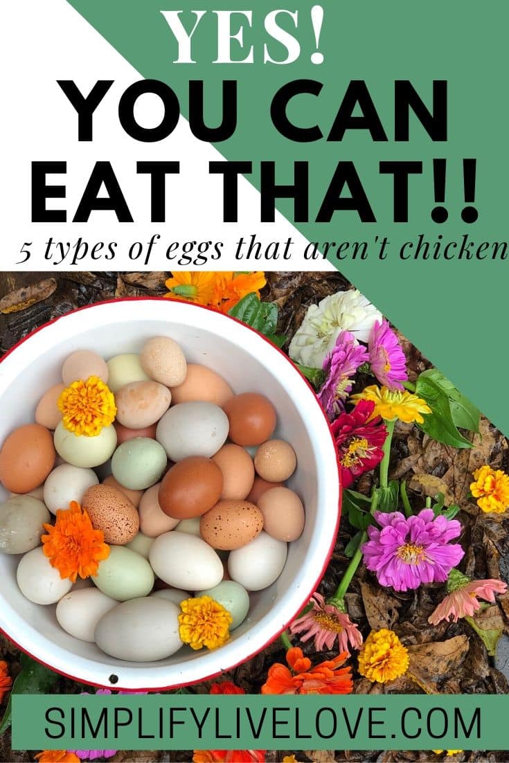 You Can Eat That! 5 Delicious Types of Eggs That Aren't Chicken ...