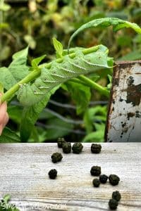 11 Tomato Growing Tips for Your Best Harvest Yet | Simplify, Live, Love