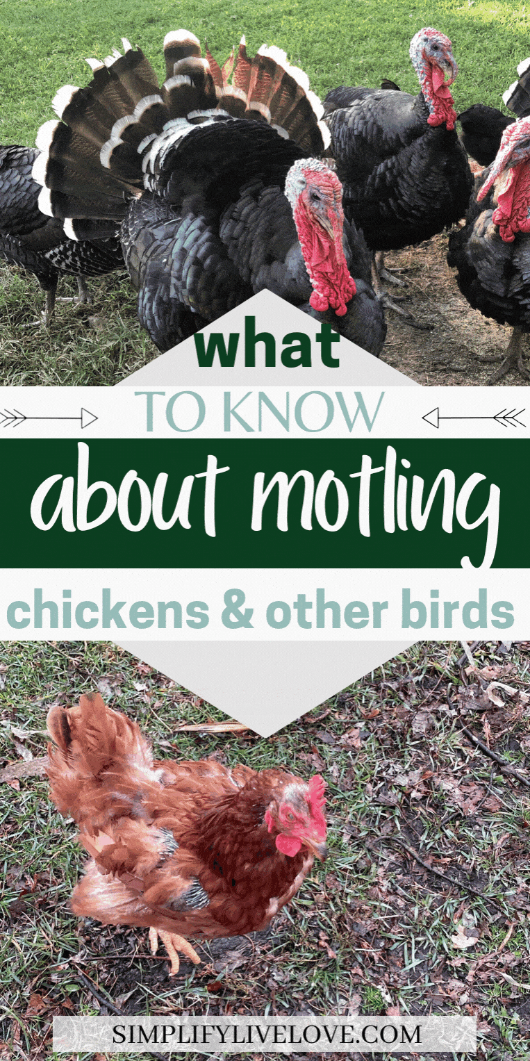 Common Questions about Molting Chickens and Other Birds - Simplify ...