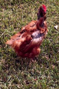 6 Easy Ways to Keep Molting Chickens Happy & Healthy - Simplify, Live, Love