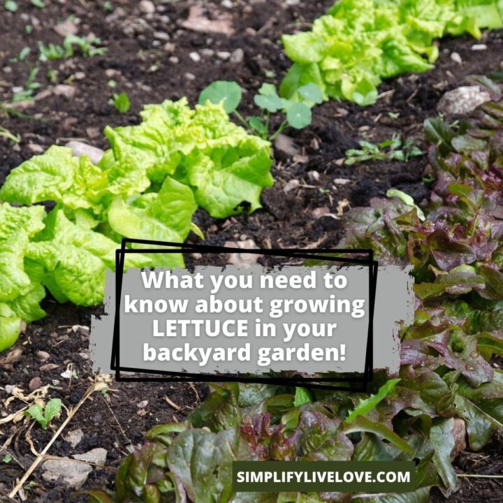 Growing Lettuce From Seed is Easy With These Tips - Simplify, Live, Love