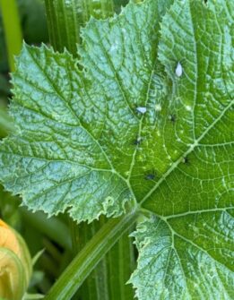 11 Ways to Prevent Squash Bugs Naturally: Organic Tips That Work ...