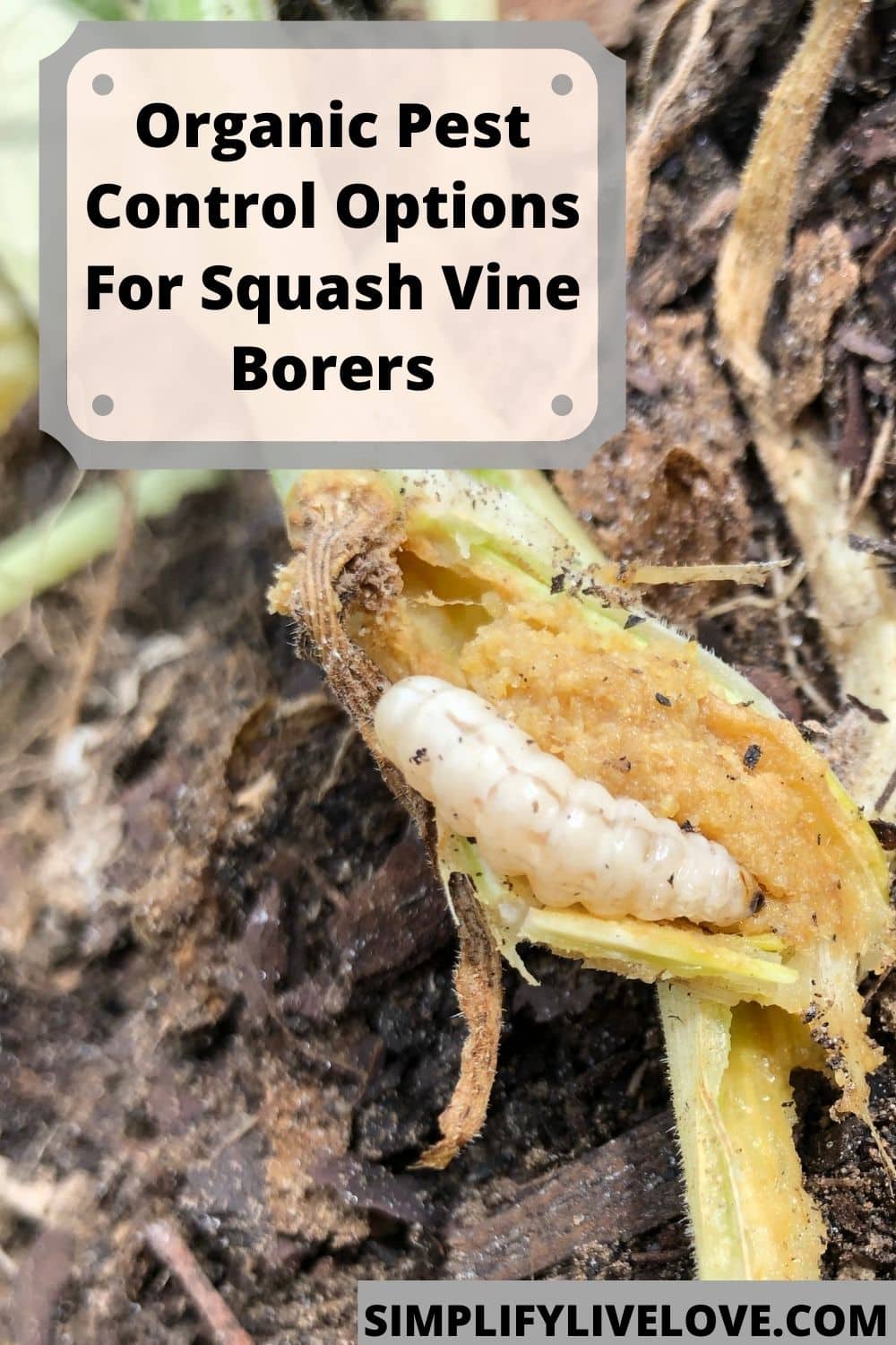 How to Get Rid of Squash Vine Borer - Prevention & Tips - Simplify ...