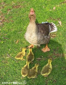 What to Know About Raising Geese on a Homestead (Benefits & Drawbacks ...