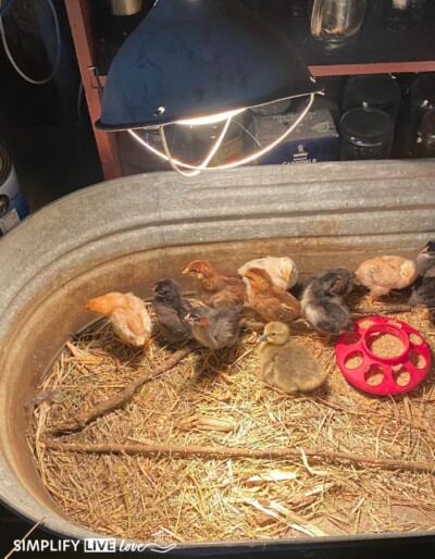 What to Know About Raising Geese on a Homestead (Benefits & Drawbacks ...