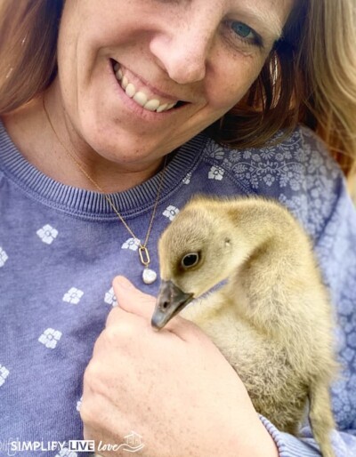 What to Know About Raising Geese on a Homestead (Benefits & Drawbacks ...