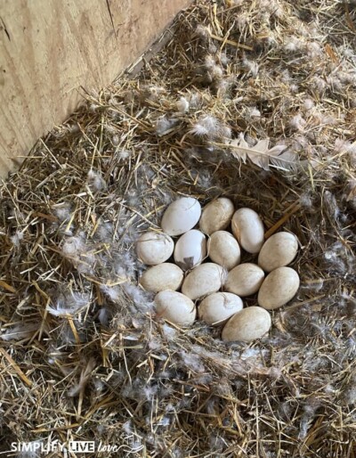 What to Know About Raising Geese on a Homestead (Benefits & Drawbacks ...