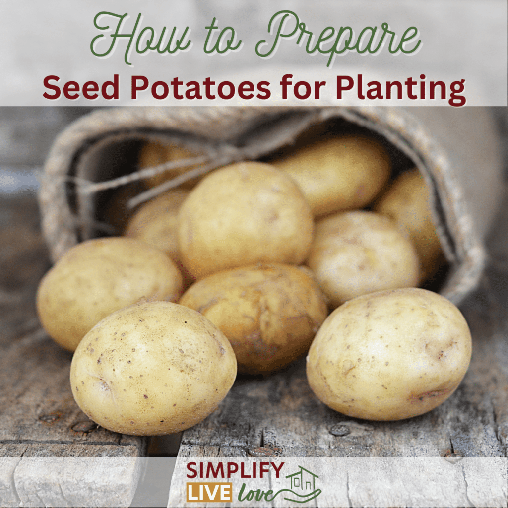 Prepare seed potatoes for planting - Simplify Live Love