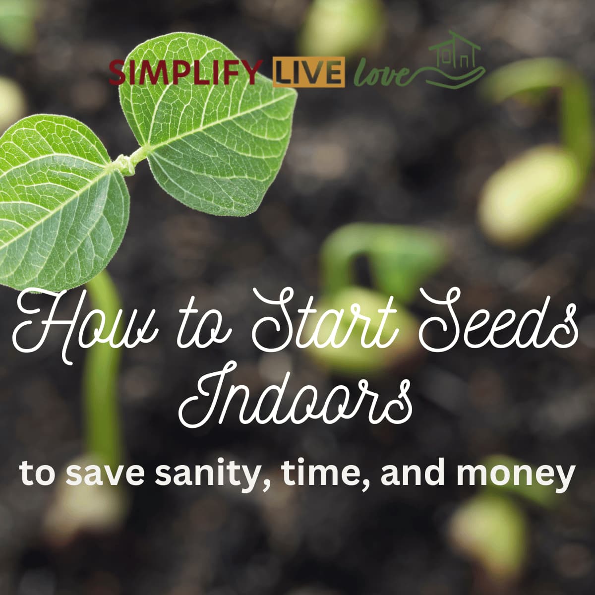 How to Start Seeds Indoors: A Simple Step-by-Step Guide - Simplify ...