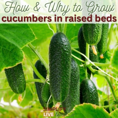 21 Tips for Growing Cucumbers in Raised Beds & Containers - Simplify ...
