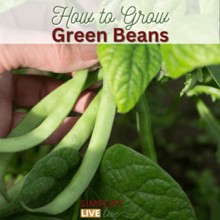 How to Grow Green Beans - A Comprehensive Guide from Seed to Harvest ...