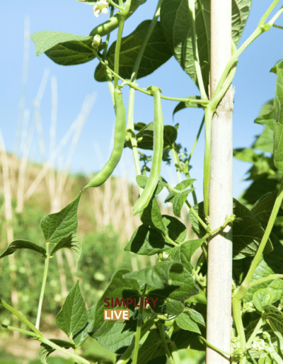 How to Grow Green Beans - A Comprehensive Guide from Seed to Harvest ...