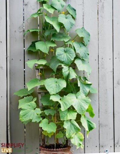 21 Tips for Growing Cucumbers in Raised Beds & Containers - Simplify ...