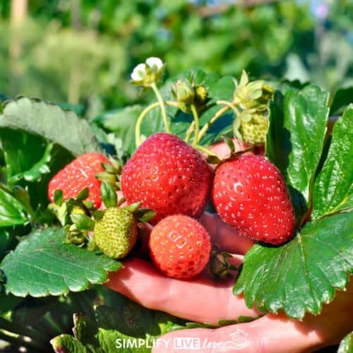 How to Grow Big, Juicy Strawberries: Complete Guide for Home Gardeners ...