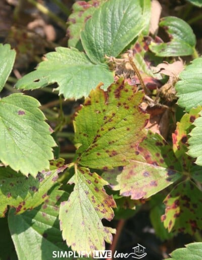 How to Grow Big, Juicy Strawberries: Complete Guide for Home Gardeners ...