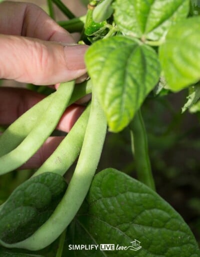 How to Grow Green Beans - A Comprehensive Guide from Seed to Harvest ...
