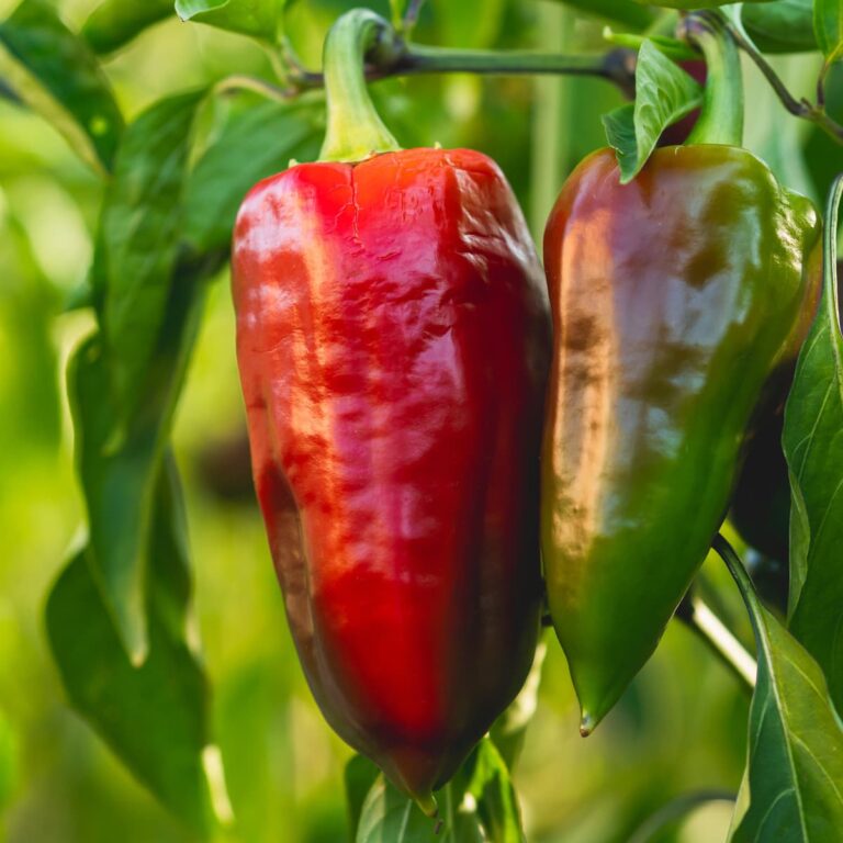 How to Grow Peppers from Seed to Harvest - Simplify, Live, Love