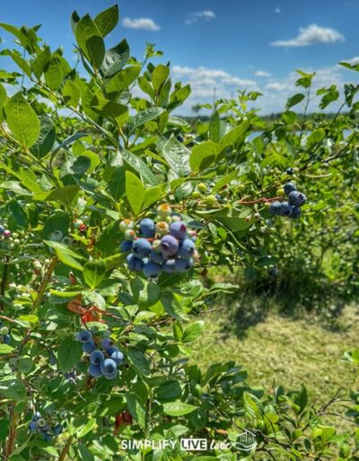 7 Ways to Support Iowa's Agri-Tourism Scene in DeWitt, Iowa - Simplify ...