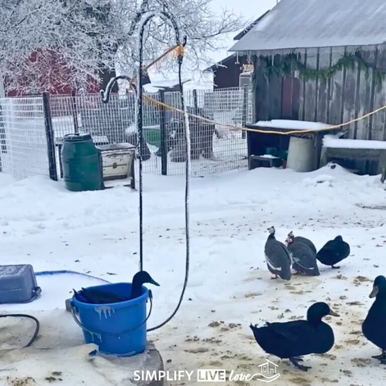How to Keep Chickens Water from Freezing: Electric and Non-Electric ...
