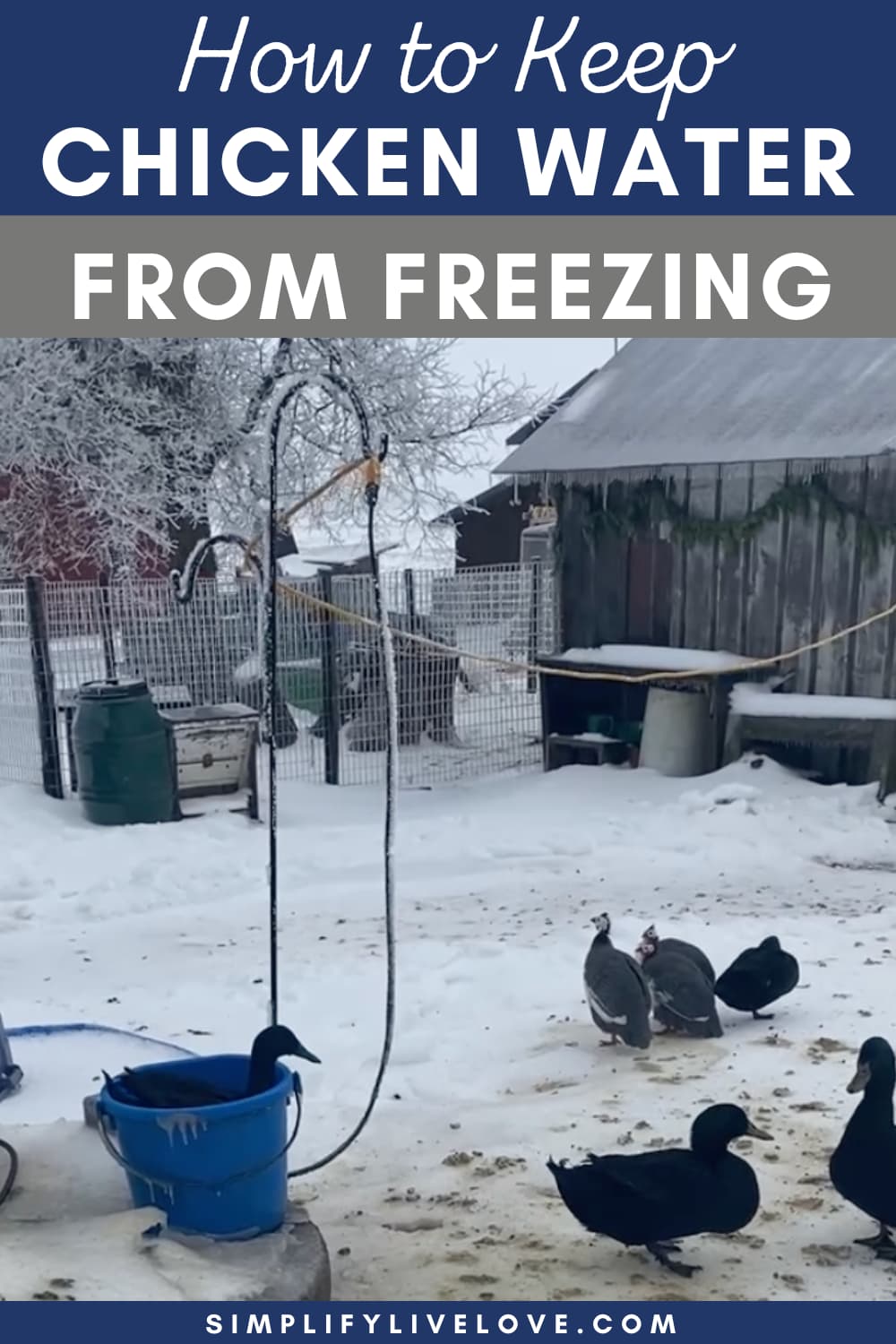 How to Keep Chickens Water from Freezing: Electric and Non-Electric ...