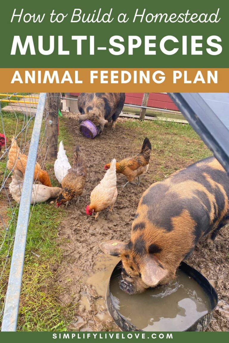 How to Build a Homestead Animal Feeding Plan for Multiple Species ...
